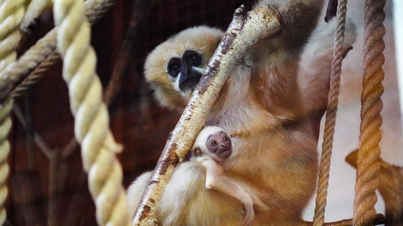 Rare white-cheeked gibbon born in Polish zoo - CGTN