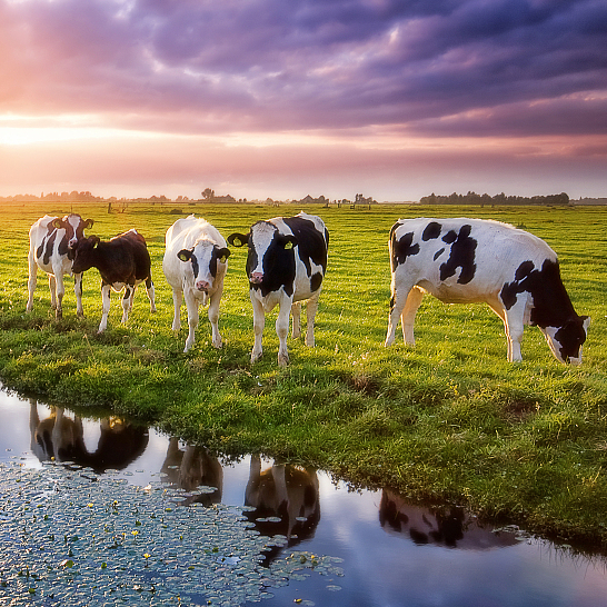 Once the world's most polluting company, Bayer has transformed - CGTN