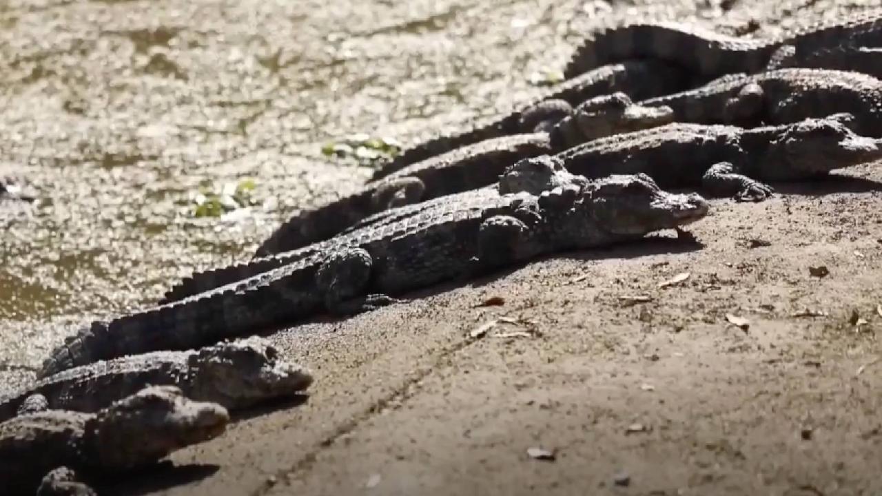 Moving 8,000 alligators for winter, COVID-19 drugs: China this week - CGTN