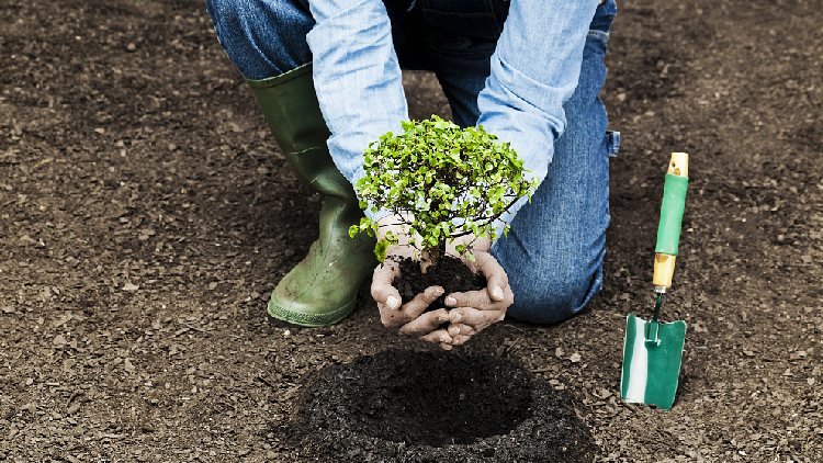 How, when and where to plant a tree – tree planting for beginners - CGTN