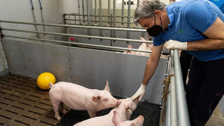 German scientists to clone and breed GM pigs for human donor hearts - CGTN