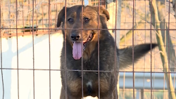 Rescued Ukrainian dogs await for new family in Europe - CGTN