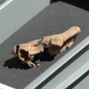 Experts think Spanish jawbone is Europe's oldest 'human' fossil - CGTN