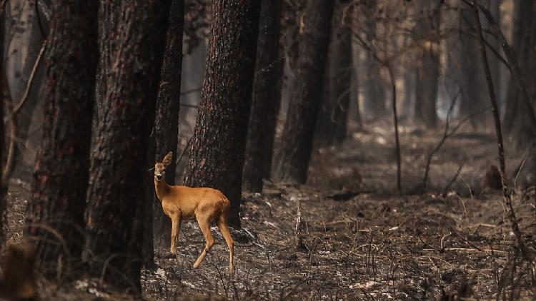 Europe remains in the grip of extreme summer conditions - CGTN