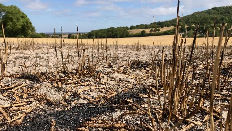 UK farmers count the cost of prolonged drought - CGTN