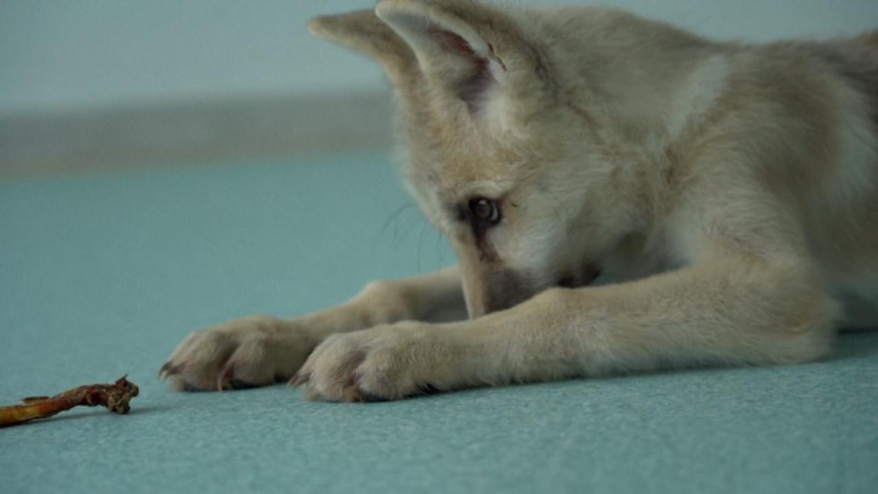 Chinese scientists clone 'world's first' Arctic wolf - CGTN