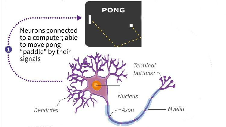 Researchers teach brain cells in a dish to play 'video game' - CGTN