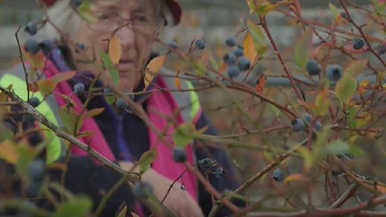 Scottish blueberries given away as soaring inflation ravages farms - CGTN