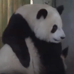 Meet the Chinese giant panda twins making fantastic progress in Spain ...