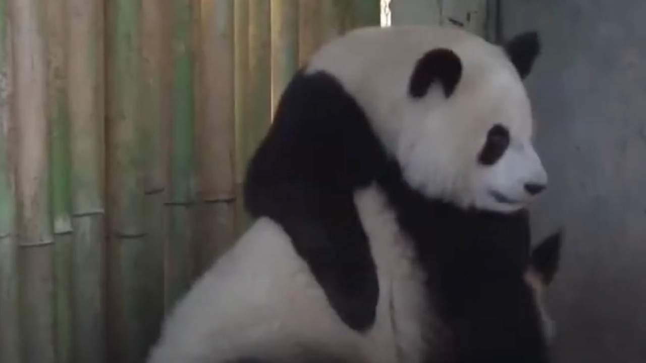 Meet the Chinese giant panda twins making fantastic progress in Spain ...