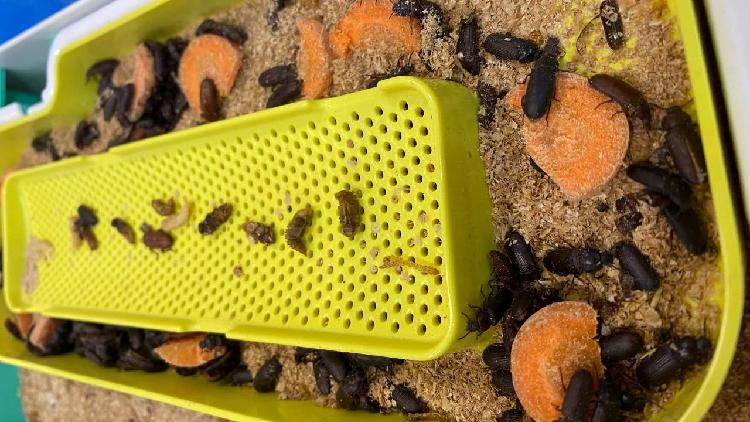 Could insect burgers persuade meat-lovers to quit beef? - CGTN