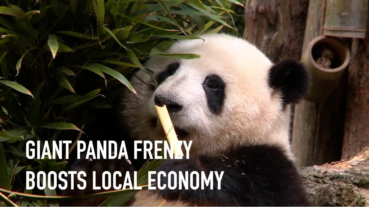Giant panda popularity boosts Chinese economy during May Day holiday - CGTN