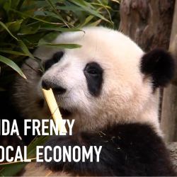 Giant panda popularity boosts Chinese economy during May Day holiday - CGTN