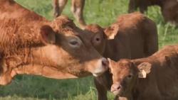 Italy set for EU row over lab-grown meat ban - CGTN