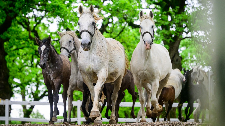 Equine royalty: The majestic Lipizzans receive UNESCO heritage status ...