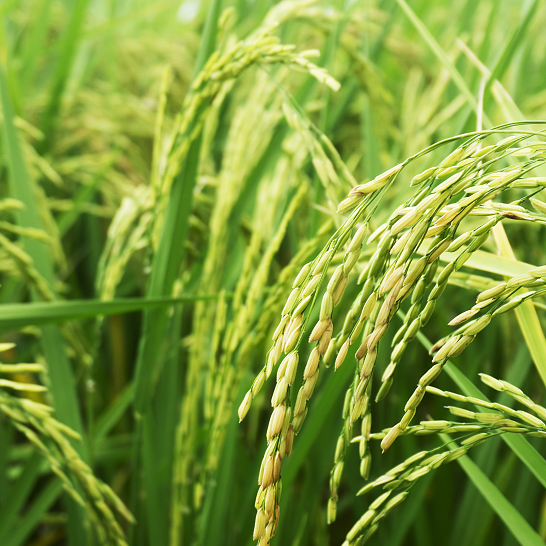 New Chinese breakthrough in hybrid rice breeding could feed billions - CGTN