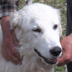 Ancient dog breed brought in to protect lambs from eagles in Scotland ...
