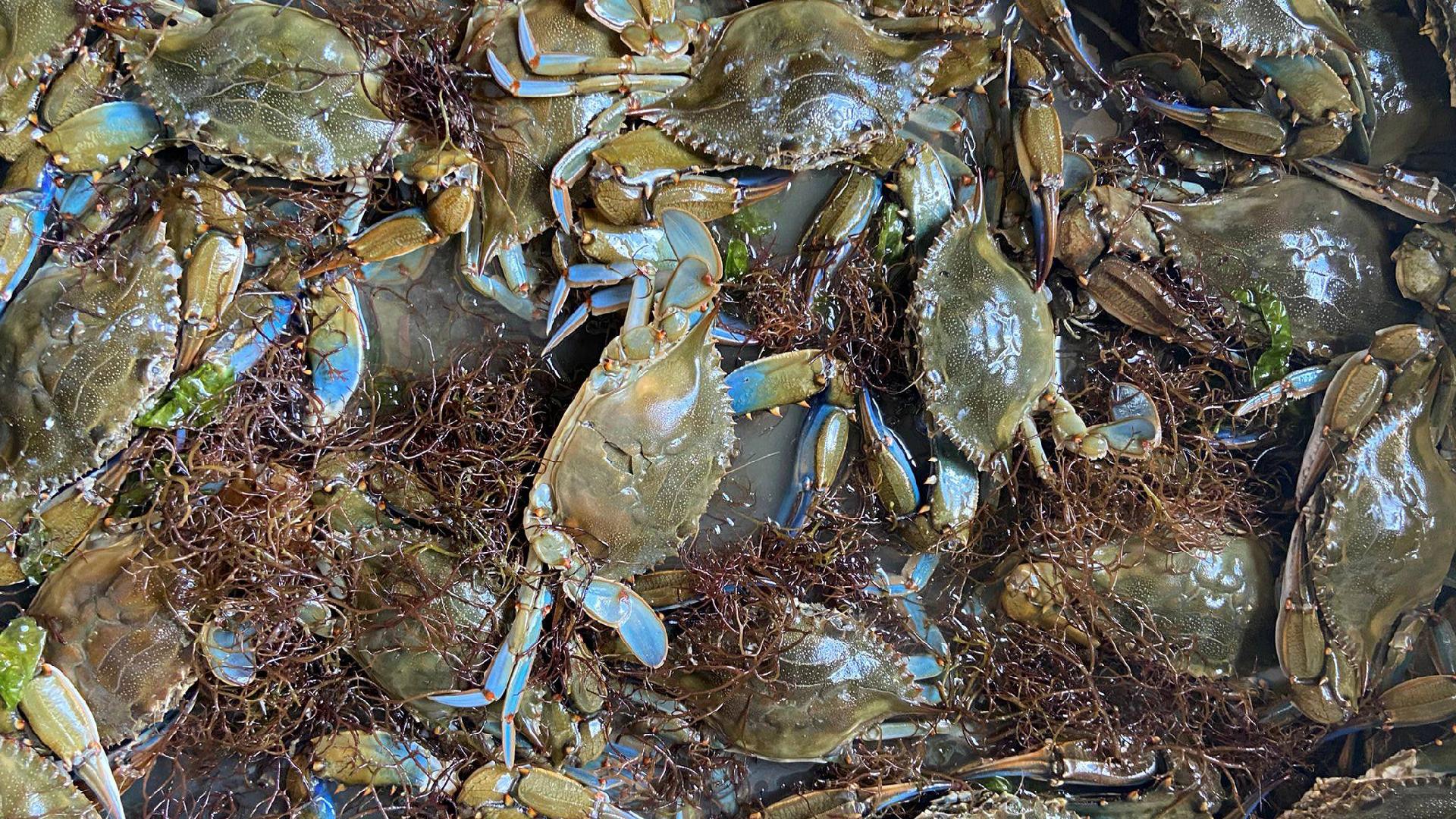 Italy pledges $3.2 million to tackle blue crab 'invasion' - CGTN