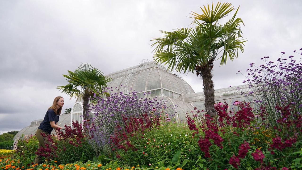 Half of plant species at risk of extinction says new report - CGTN