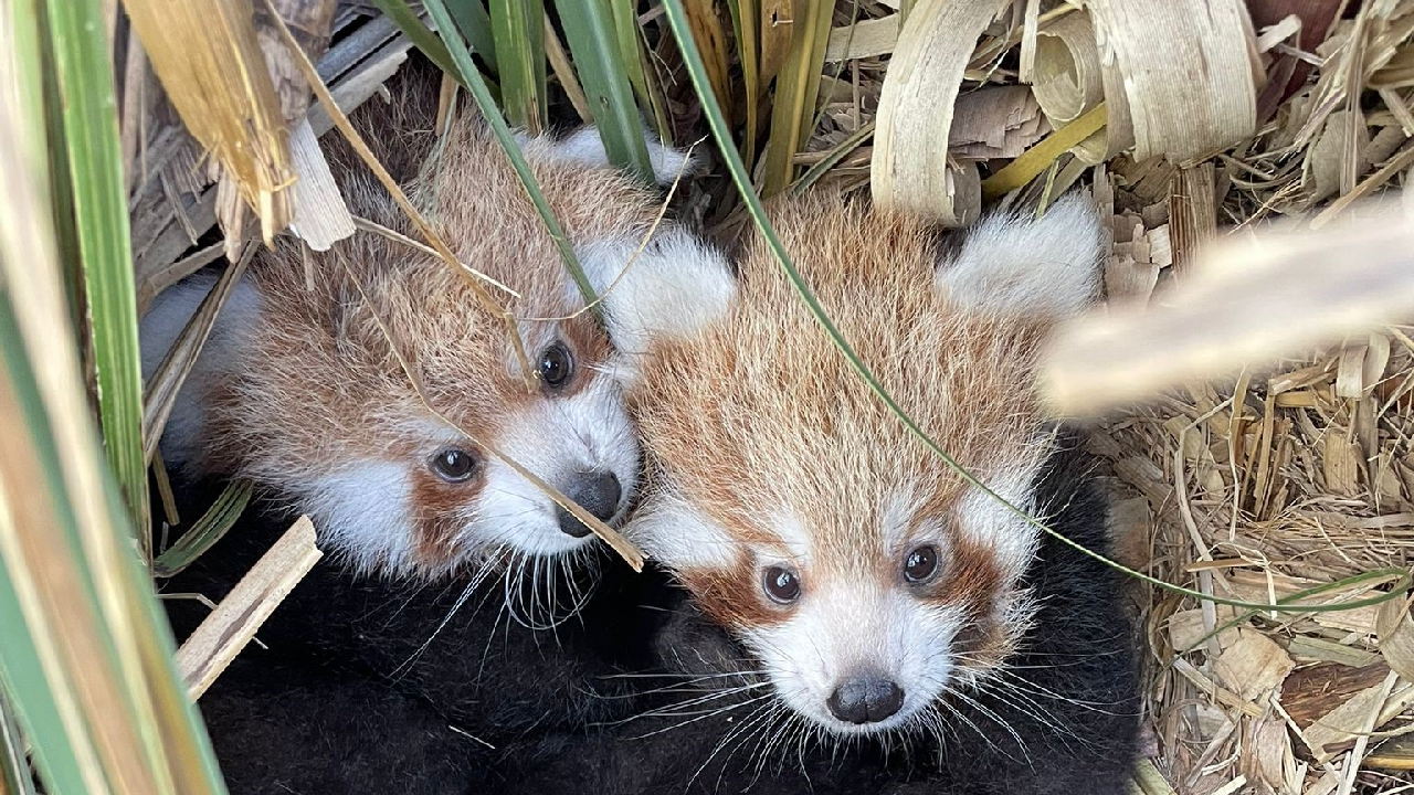 Rare red panda cubs born at two British zoos in 'massive success' - CGTN