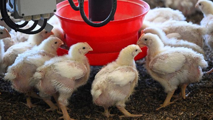 Can eating factory chicken help protect the environment? - CGTN