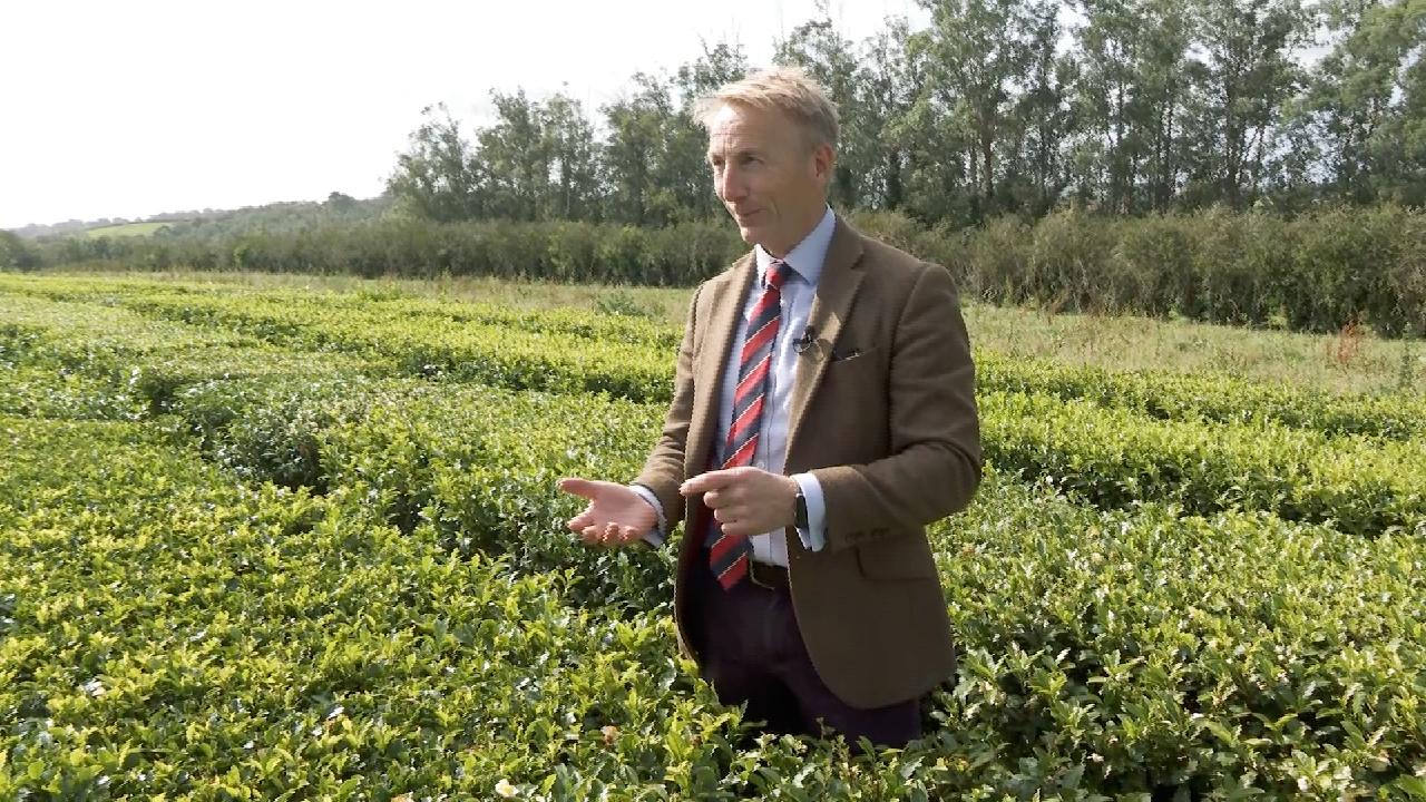 All the tea in... Cornwall? The English county exporting tea to China ...