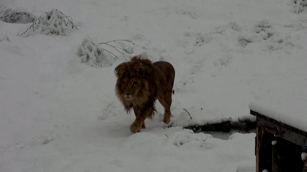 How sudden snowfall this year confused a lion in Kosovo sanctuary - CGTN