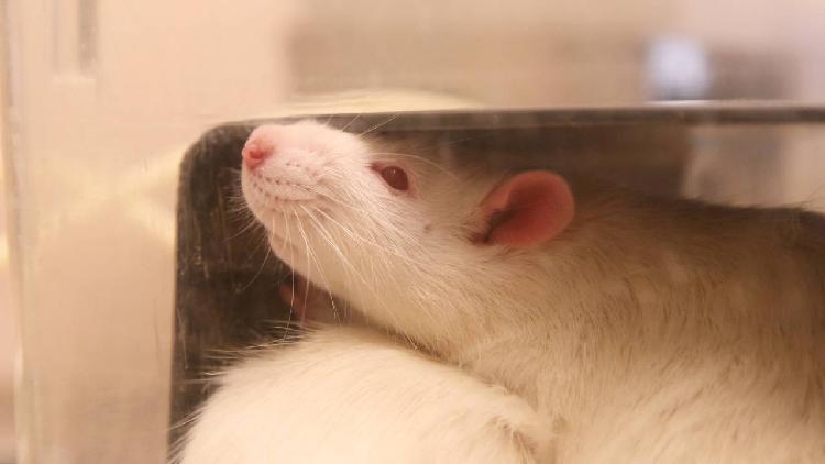 How feeding rats LSD helps scientists unlock the human brain's secrets ...