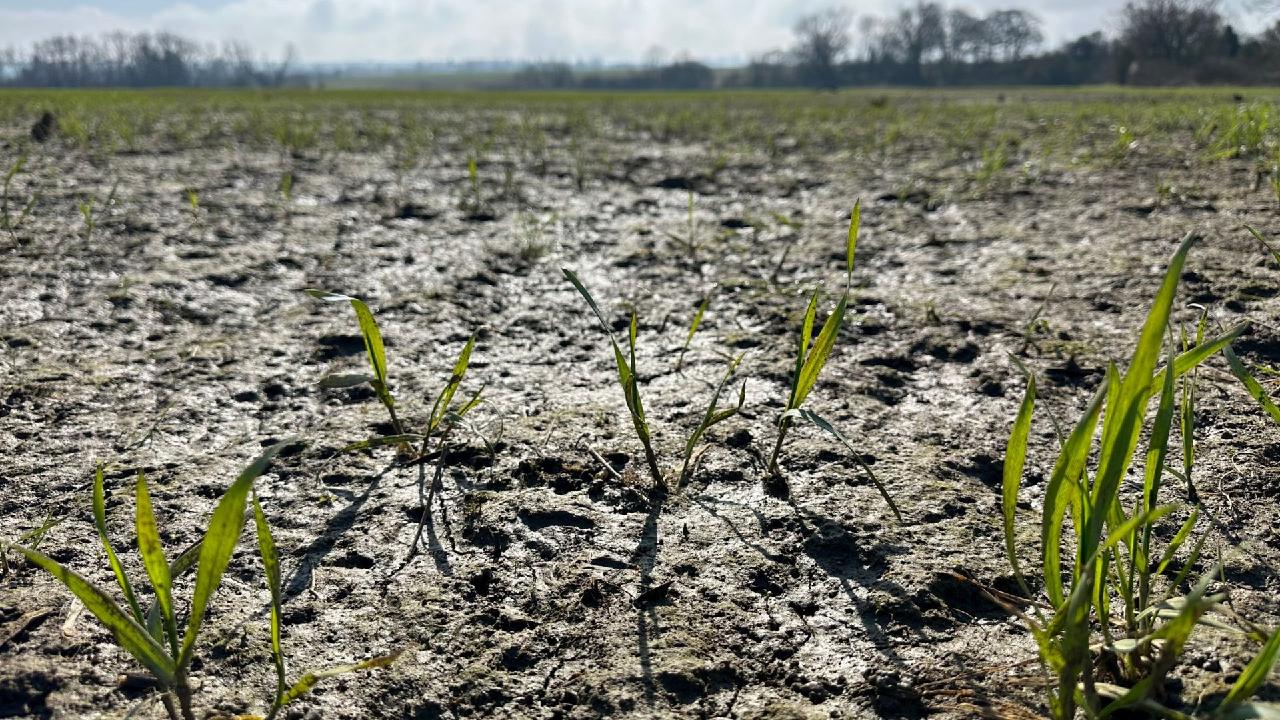 UK farmers struggle to salvage winter crops from rain-soaked fields - CGTN
