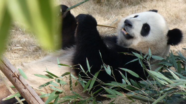 Chinese giant panda power couple Jin Xi and Zhu Yu arrive in Madrid - CGTN