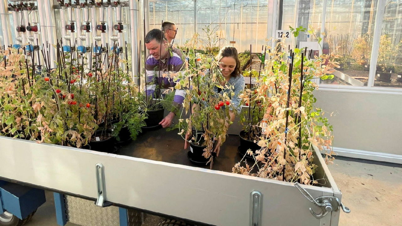 How scientists maximizing crop yields on Mars are trying a Mayan trick - CGTN