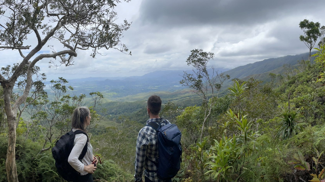 Record-breaking tiny fern has largest genome of any organism on Earth ...