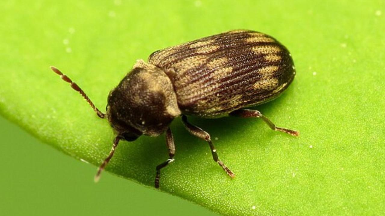 Major mission to rescue famous British warship from deathwatch beetles ...