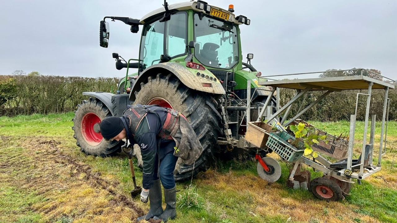 Large-scale tree planting schemes key to cutting emissions - CGTN