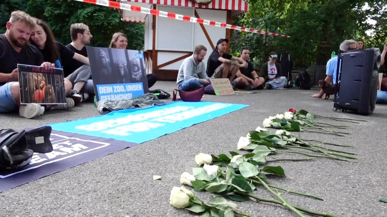 Protesters break into German zoo which culled 12 baboons - CGTN