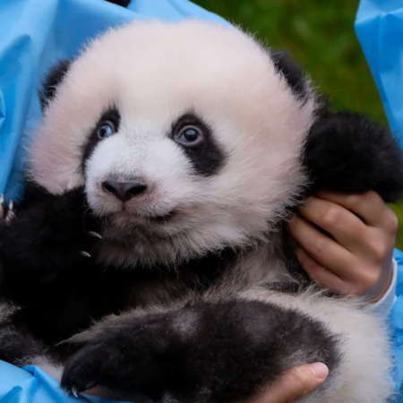 Belgium's giant pandas get their names - CGTN