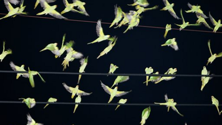 Did Jimi Hendrix release the first of London's parakeets? Probably not ...