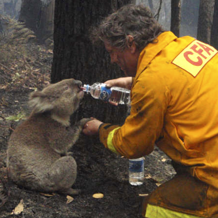 Koala numbers devastated by Australian bushfires - CGTN