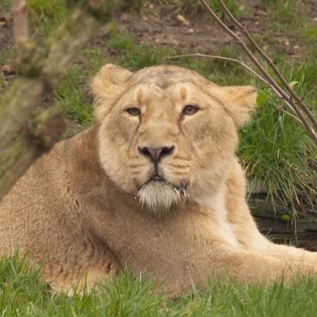 Counting all the animals at London Zoo - CGTN