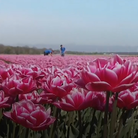 Dutch farmers hopeful of future blooms despite flower market crash - CGTN
