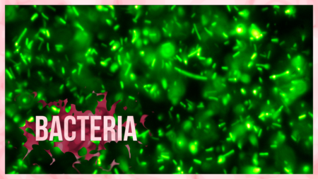 The beginner's guide to bacteria: What they do and why they are vital ...