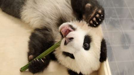 Berlin Zoo panda cubs are ready to melt visitors' hearts - CGTN