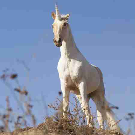 Unicorn businesses are on the rise as ambitious dreams pay off - CGTN