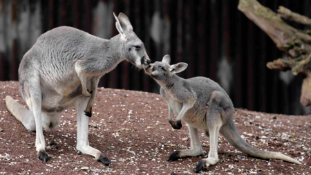 Wolf 'eats' pet kangaroo in Belgium - CGTN