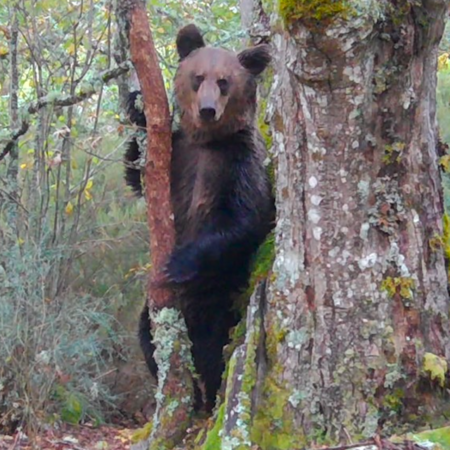 Brown bear spotted in Spanish nature park for first time in 150 years ...