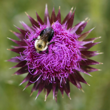 Can we stop the insect apocalypse? - CGTN