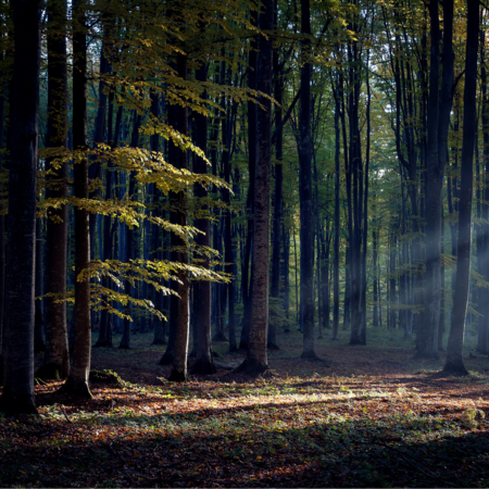 The fight over Romania's forests is a matter of life and death - CGTN