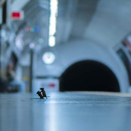Mice fighting on London Underground wins wildlife photo of the year - CGTN